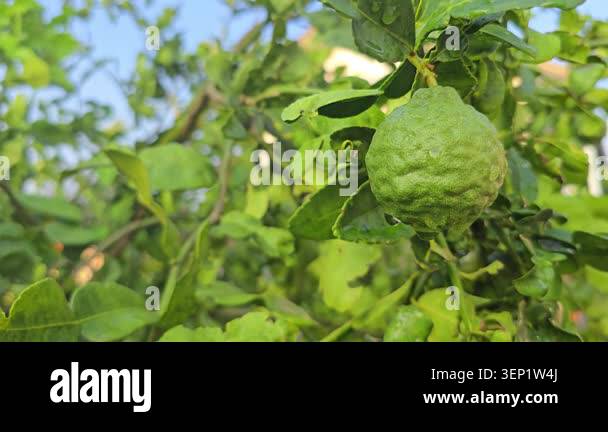 Bergamot fruit, Kaffir lime, fruit high vitamin C in organic garden ...