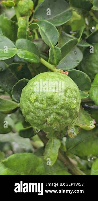 Bergamot fruit, Kaffir lime, fruit high vitamin C in organic garden ...