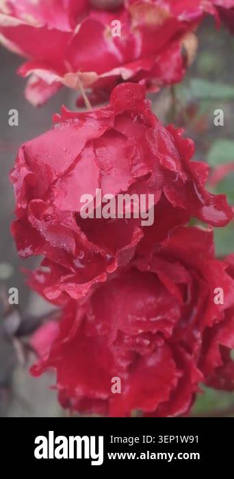 A cluster of deep red roses with some of the petals showing faded edges ...
