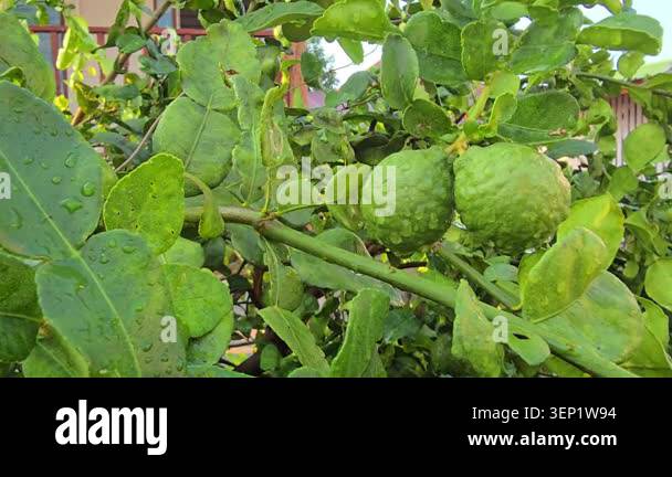 Bergamot fruit, Kaffir lime, fruit high vitamin C in organic garden ...