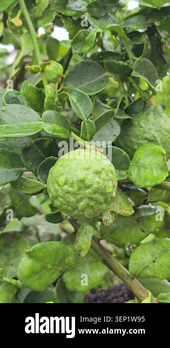 Bergamot fruit, Kaffir lime, fruit high vitamin C in organic garden ...