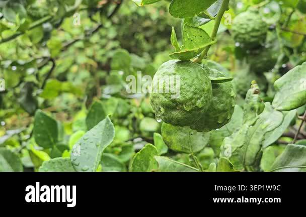 Bergamot fruit, Kaffir lime, fruit high vitamin C in organic garden ...