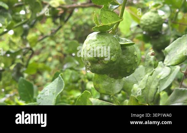 Bergamot fruit, Kaffir lime, fruit high vitamin C in organic garden ...