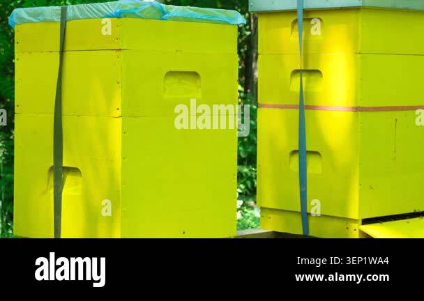 Wooden yellow houses for bees, apiary in the forest Stock Video Footage ...