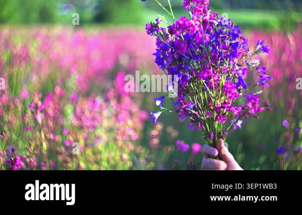 Hand holding a bouquet of colorful wildflowers with bumblebee flying ...