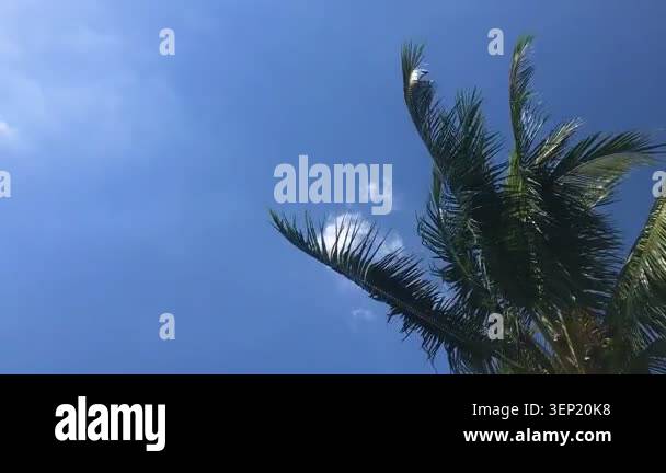 palm tree in the garden Stock Video Footage - Alamy