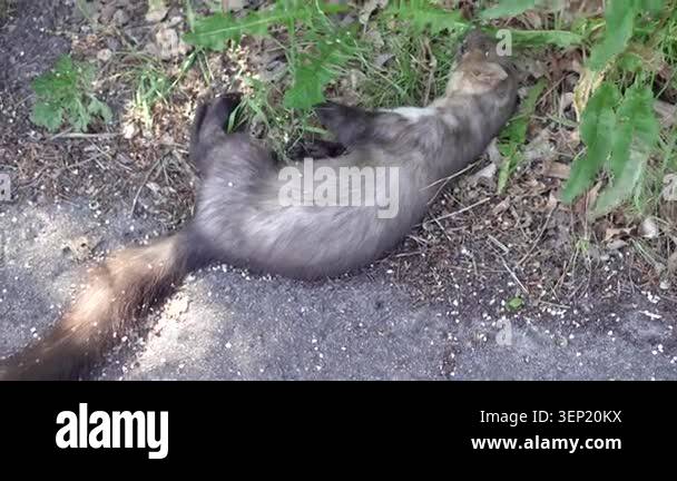 Dead animal lying on ground among grass and dry leaves Stock Video ...
