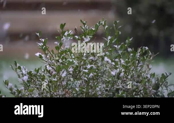 Snow falling on green bushes in garden during winter Stock Video ...