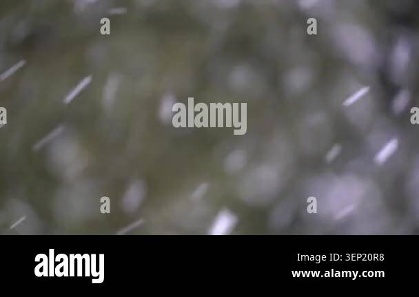 Snow falling on green bushes in garden during winter Stock Video ...