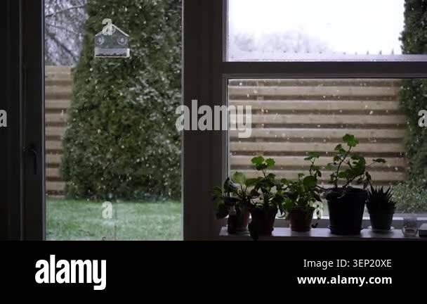 View from window with falling snow and garden with plants on windowsill ...