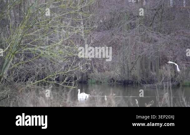 Swans on water among trees in calm natural landscape Stock Video ...