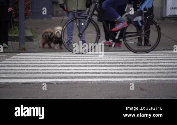 People with dog standing at pedestrian crossing in city Stock Video ...