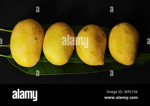 fresh ripe mangoes arranged on green leaf with water droplets against ...