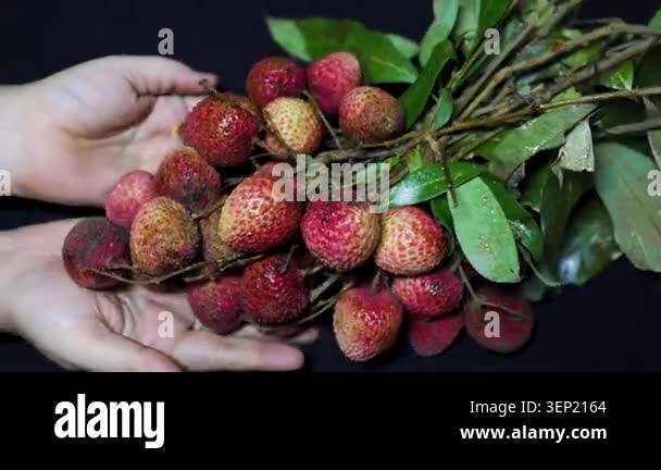 ripe lychee bunch in hands showcasing tropical fruit harvest and ...
