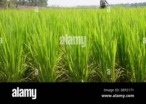 Power tiller preparing soil next to young rice field Stock Video ...