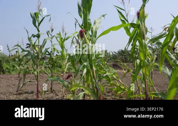 Field of tall maize plants corn in agricultural field Stock Video ...