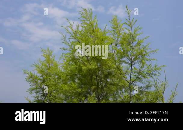 Green Tree Branches with Leaves Against Blue Sky Stock Video Footage ...