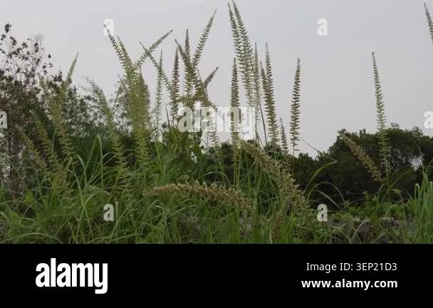 Green rice field wind waves Stock Video Footage - Alamy