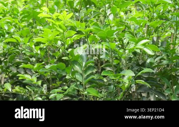 Lush Green Lemon Plant Foliage with Bright Fresh Leaves Stock Video ...
