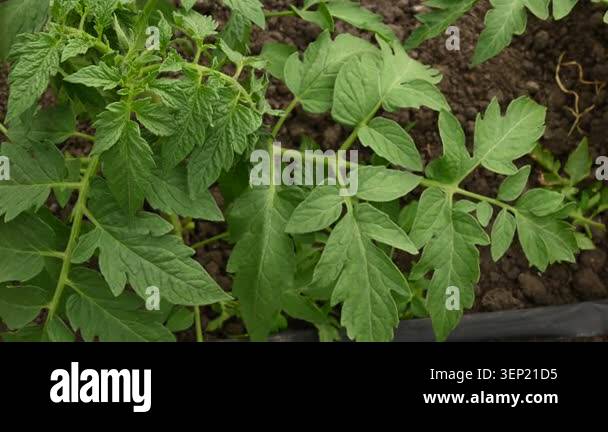 Green tomato Solanum lycopersicum leaves swaying in wind close up. Lush ...