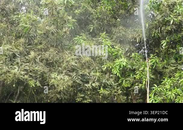 High pressure agricultural pesticide sprayer on a mango tree Stock ...