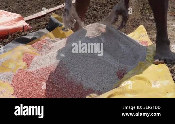 Farmer Large piles of manually mixed Muriate of Potash and Urea ...