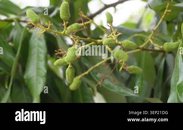 Young green lychee fruits hanging from a tree branch Stock Video ...