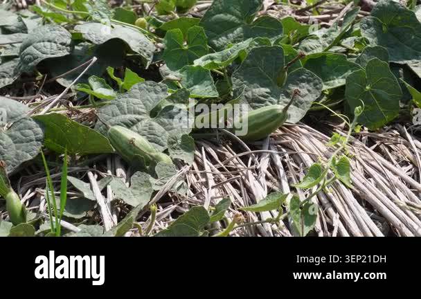 Close up of pointed gourd vine with green fruits Stock Video Footage ...