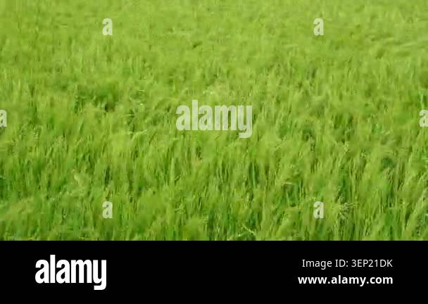 Green rice field wind waves Stock Video Footage - Alamy