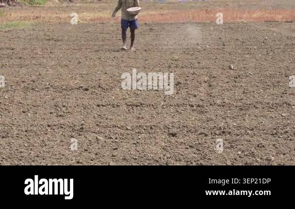 Farmer manually spreading fertilizer across a ploughed field Stock ...