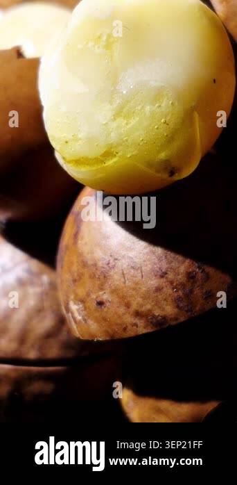 Close-up macro view of whole and peeled macadamia nuts with shells ...