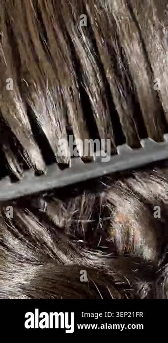 Close-up macro view of shiny, healthy dark hair texture reflecting ...