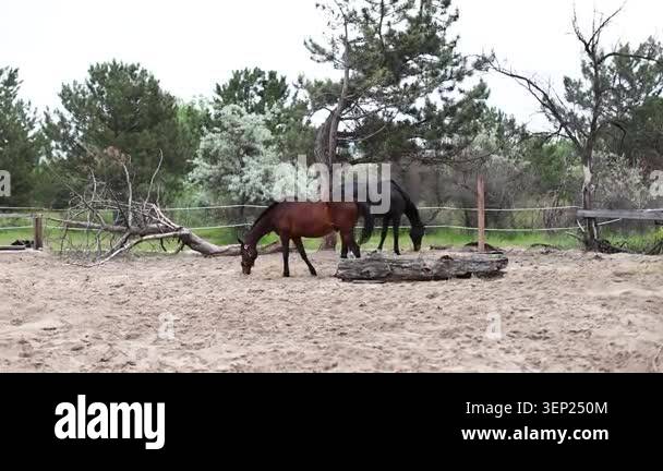 A black and a red horse eat hay in a paddock against the backdrop of a ...