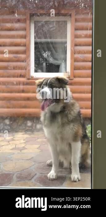 Patient dog waits outside window of log cabin house. Friendly dog with ...