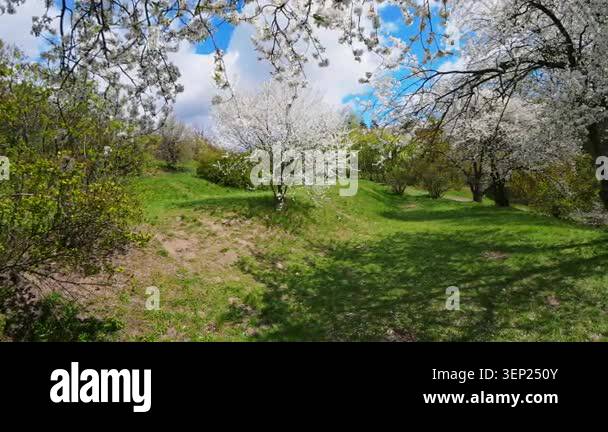 Blooming white apricot tree in a lush green spring meadow under a ...