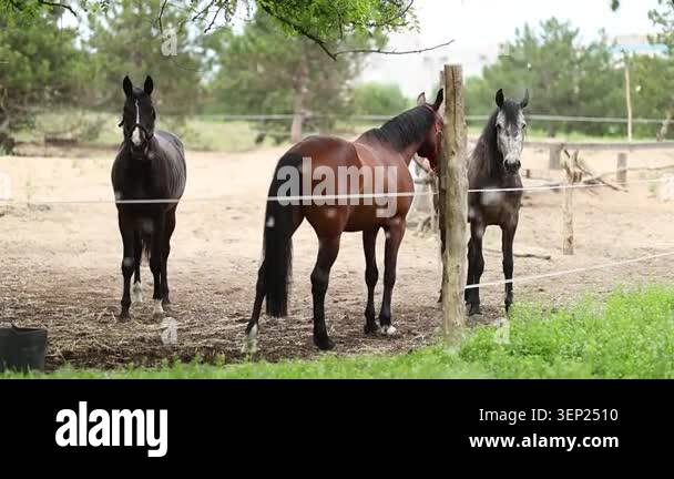 Three horses - black, white and grey-black - in a paddock against a ...