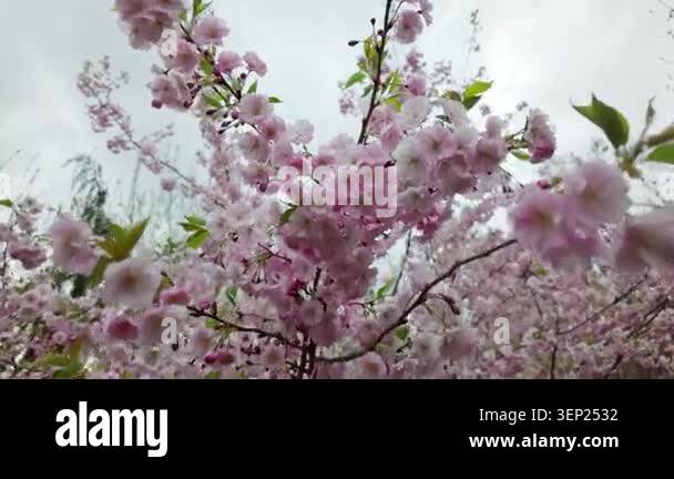 Lush pink sakura cherry blossom tree blooming in a spring garden. Pink ...