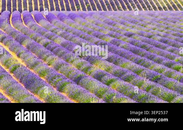 Lavender flowers blossoming on the plateau of Valensole in the Povernce ...