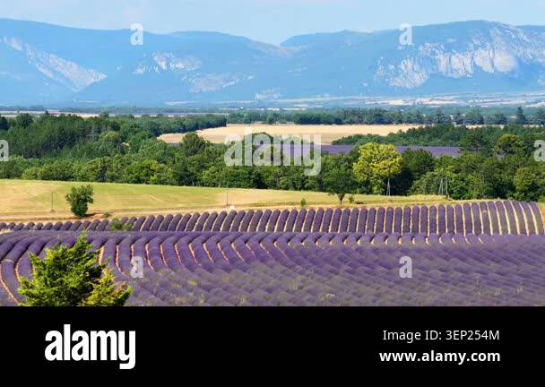 Lavender flowers blossoming on the plateau of Valensole in the Povernce ...