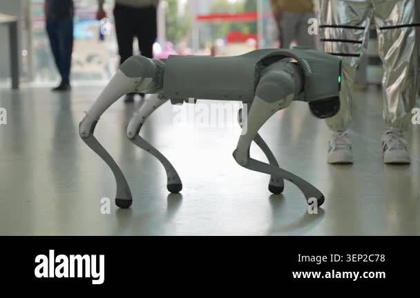Robot Dog is interacting with human. Robo-dog Dances, Robotic pet Plays ...