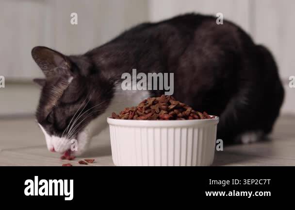 A cute little kitten is comfortably lying beside a bowl that is filled ...