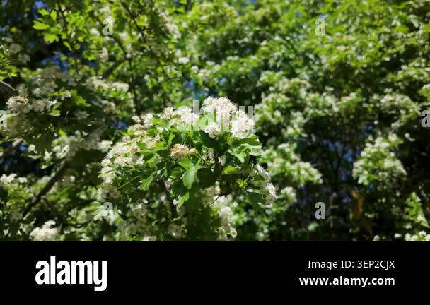 Bee landing on blooming flowers and collecting pollen in a sunlit ...