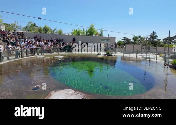 Pcs, Hungary May 3, 2026: Visitors gather around the sea lion enclosure ...