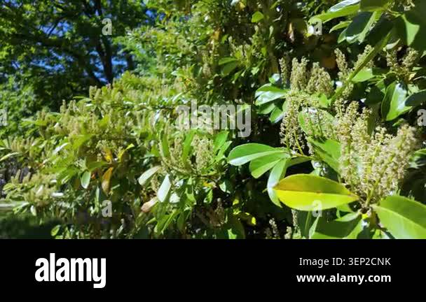 Camera moving through lush green foliage in a sunlit garden, showcasing ...
