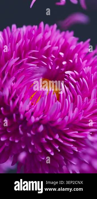 Vibrant looping 3D animation where pink aster flowers sway lightly in ...