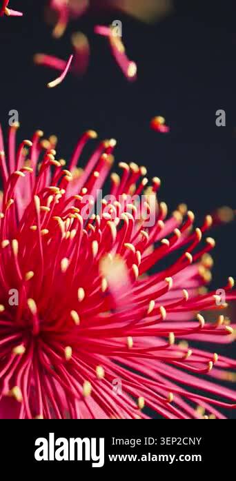 Atmospheric 3D loop of rich chrysanthemum blossoms in gentle wind ...