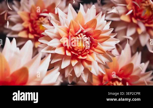 Looping 3D animation of glowing dahlia flowers moving gently in the ...