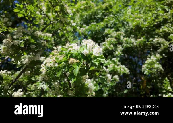 Bee landing on blooming flowers and collecting pollen in a sunlit ...