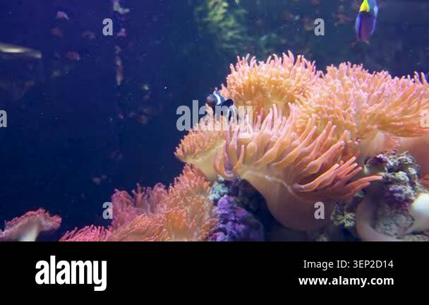 Colorful clownfish swimming through soft coral and sea anemones in a ...