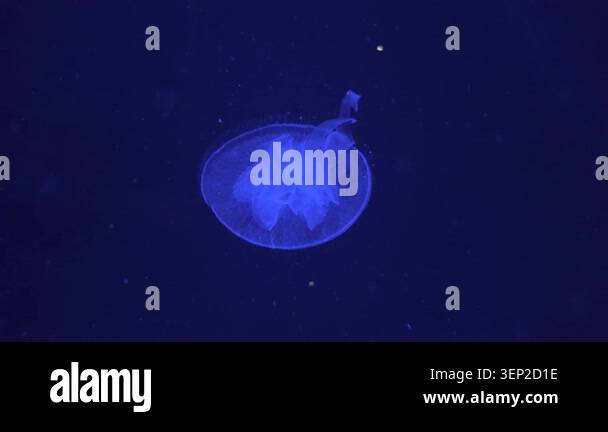 Glowing jellyfish drifting through deep blue water, creating a tranquil ...